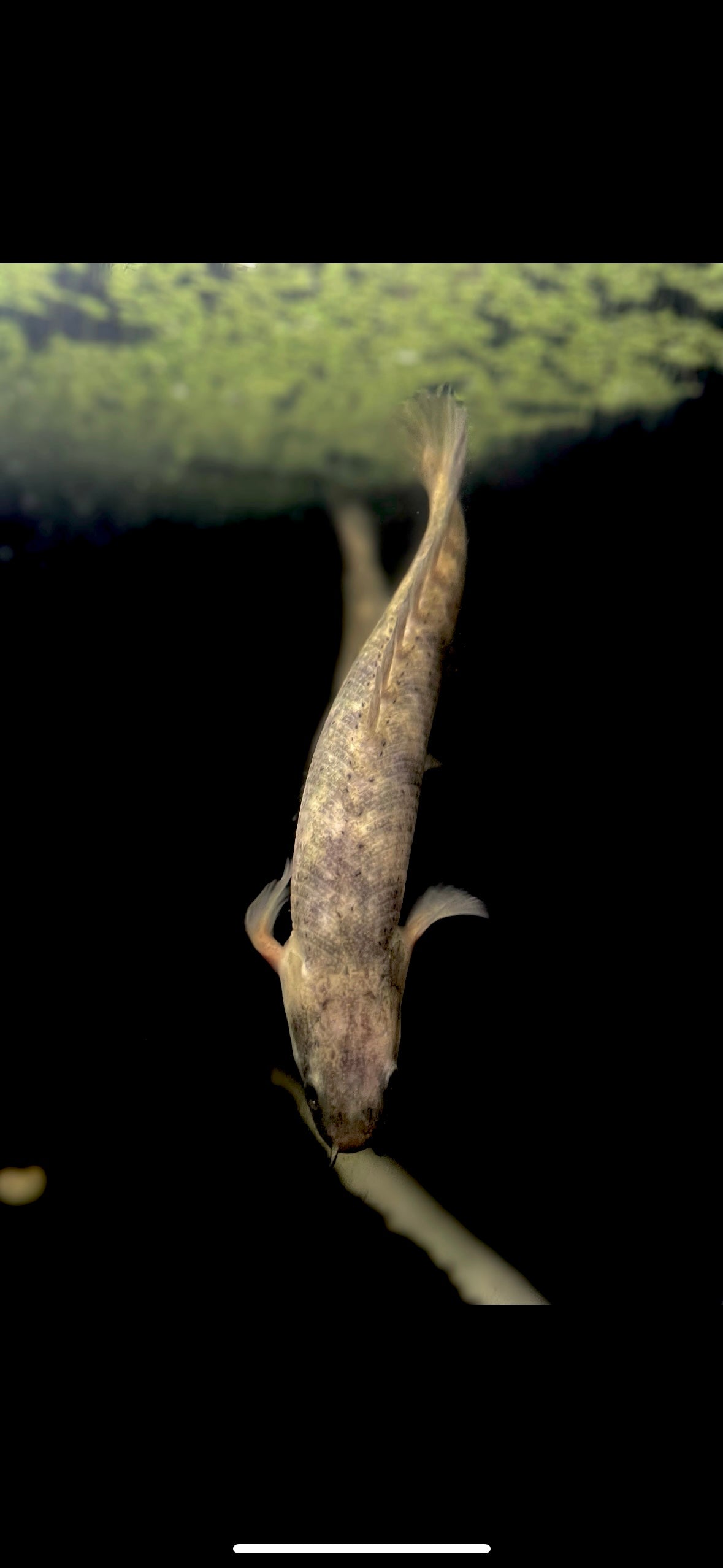 BICHIR – ExoticFishGuy