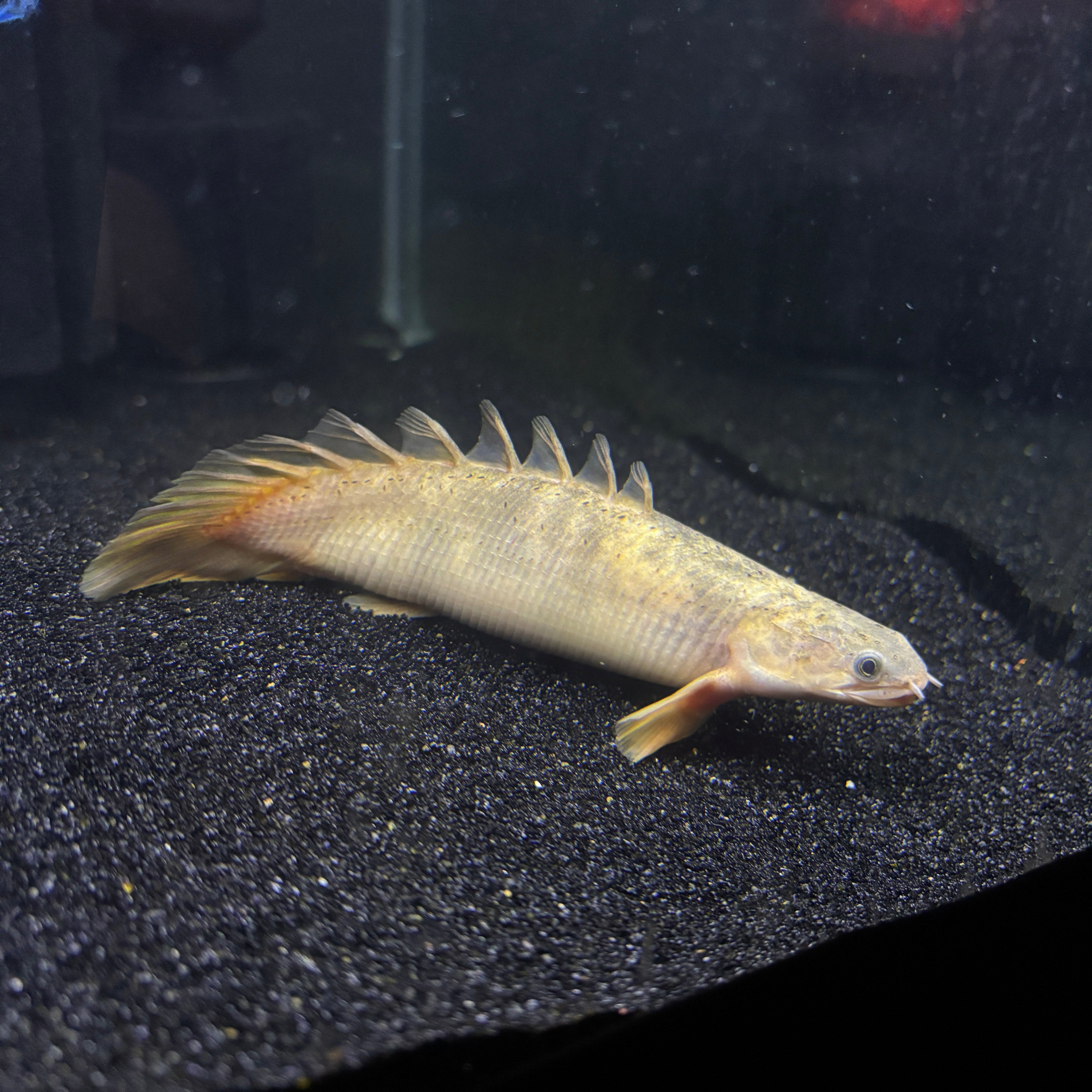 Exotic Fish Guy | Live Exotic Fish To Your Door! – ExoticFishGuy
