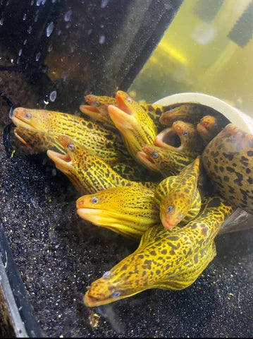 Freshwater Tiger Moray Eels (Gymnothorax Polyuranodon) – ExoticFishGuy