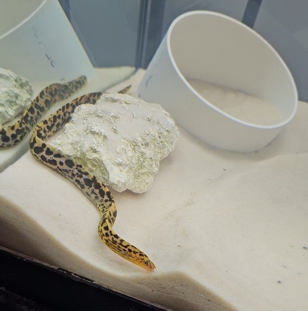 Freshwater Tiger Moray Eels 7-9"+ (Gymnothorax Polyuranodon ...