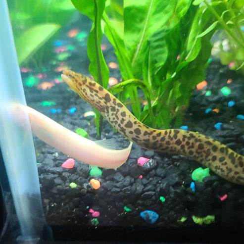 Freshwater Tiger Moray Eels 7-9"+ (Gymnothorax Polyuranodon ...