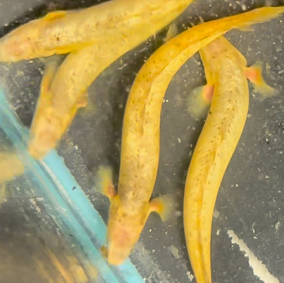 BICHIR – ExoticFishGuy