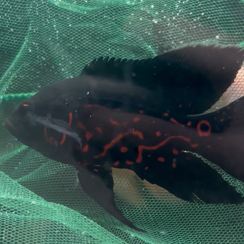 Exotic Fish Guy | Live Exotic Fish To Your Door! – ExoticFishGuy