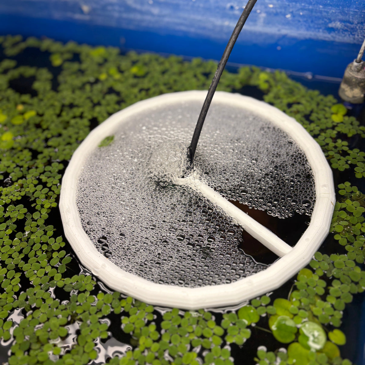 Aquarium Sponge Filter Bubble Blocker Ring – ExoticFishGuy