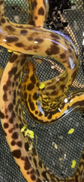 Freshwater Tiger Moray Eels 7-9"+ (Gymnothorax Polyuranodon ...