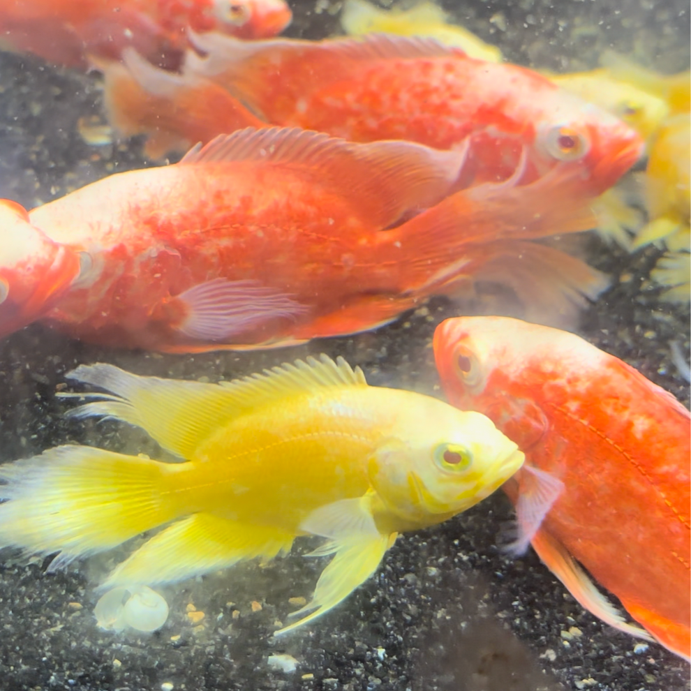 Longfin Chilli Red Oscar (White Fin) SUPER RARE – ExoticFishGuy