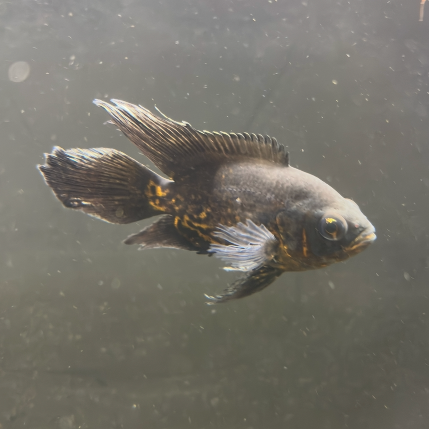 Exotic Fish Guy | Live Exotic Fish To Your Door! – ExoticFishGuy