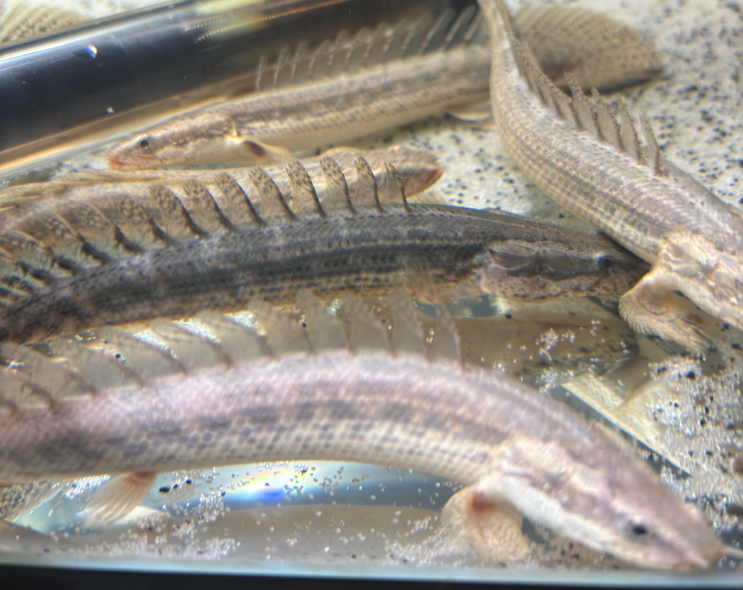 Lapradei Bichir 4.5” – ExoticFishGuy