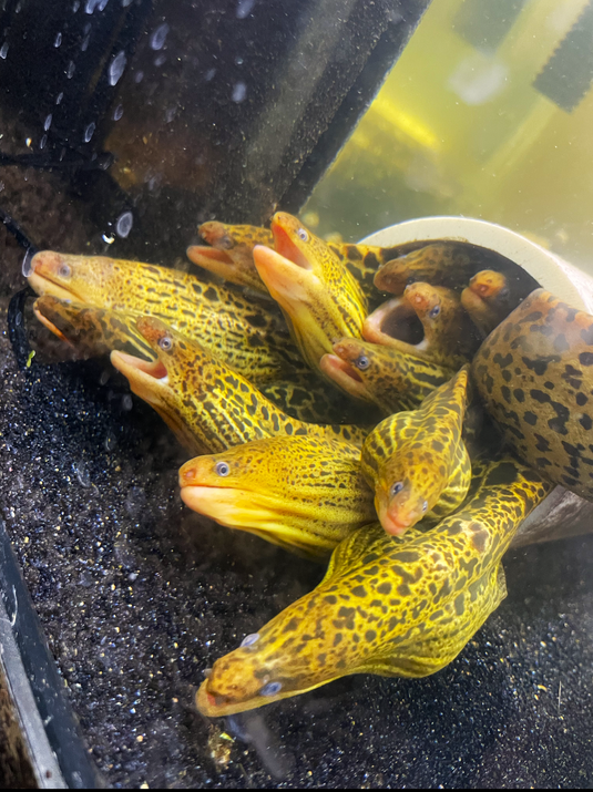 Exotic Fish Guy | Live Exotic Fish To Your Door! – ExoticFishGuy