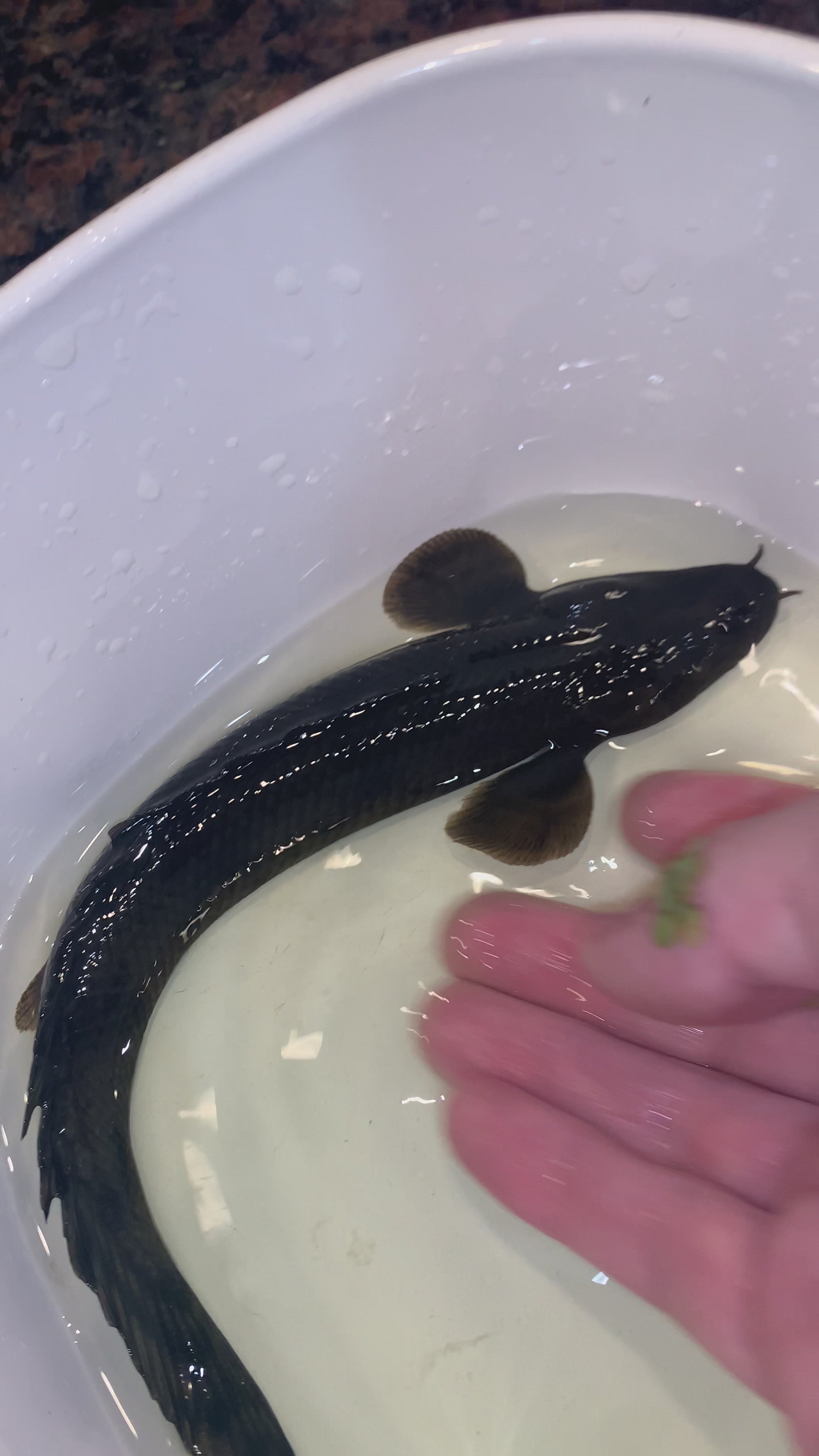 BICHIR – ExoticFishGuy