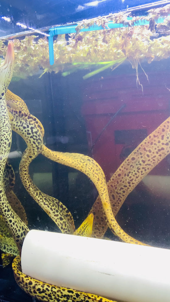 XL Freshwater Tiger Moray Eels 28”+ – ExoticFishGuy