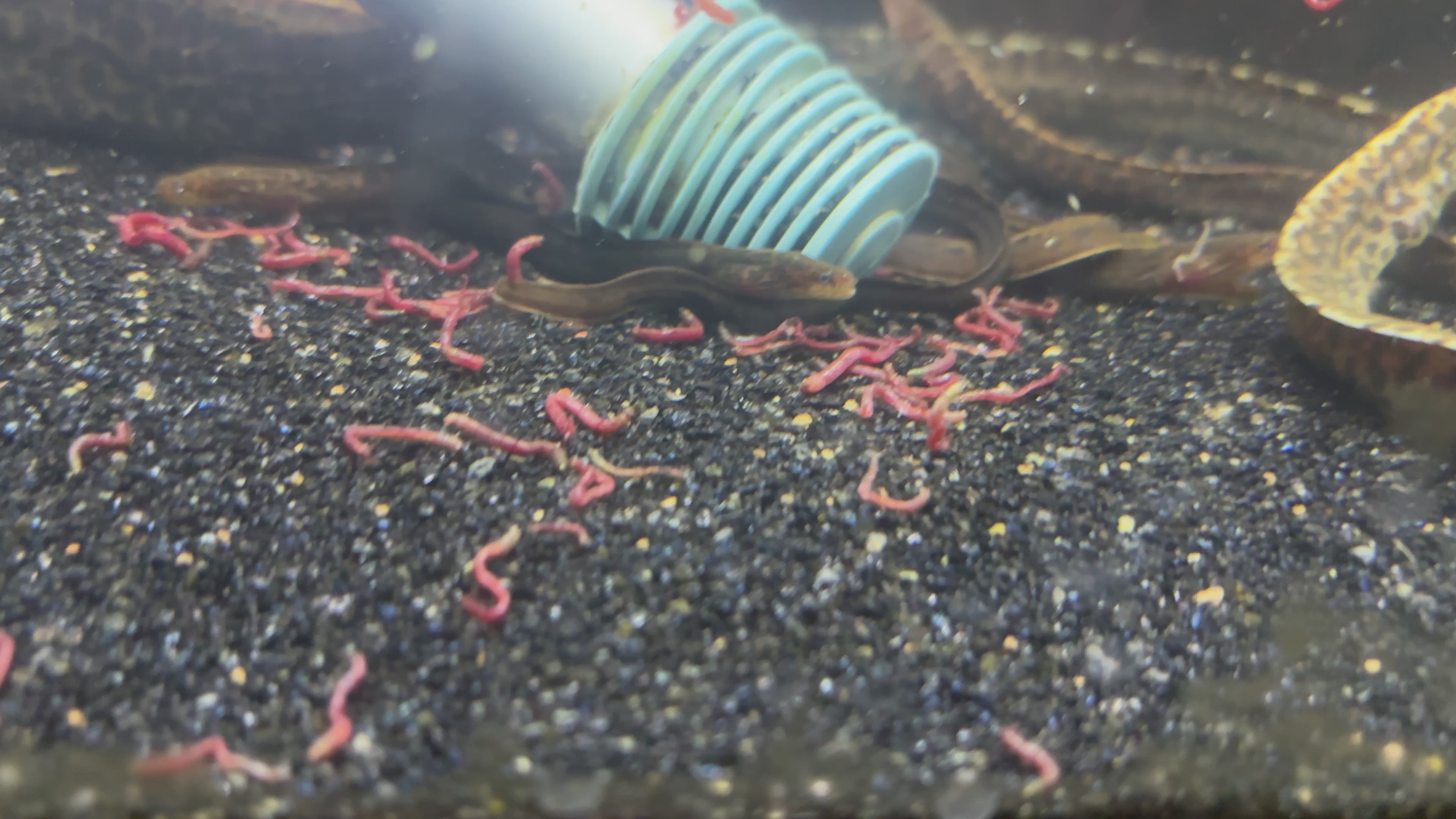 FRESHWATER EELS – ExoticFishGuy