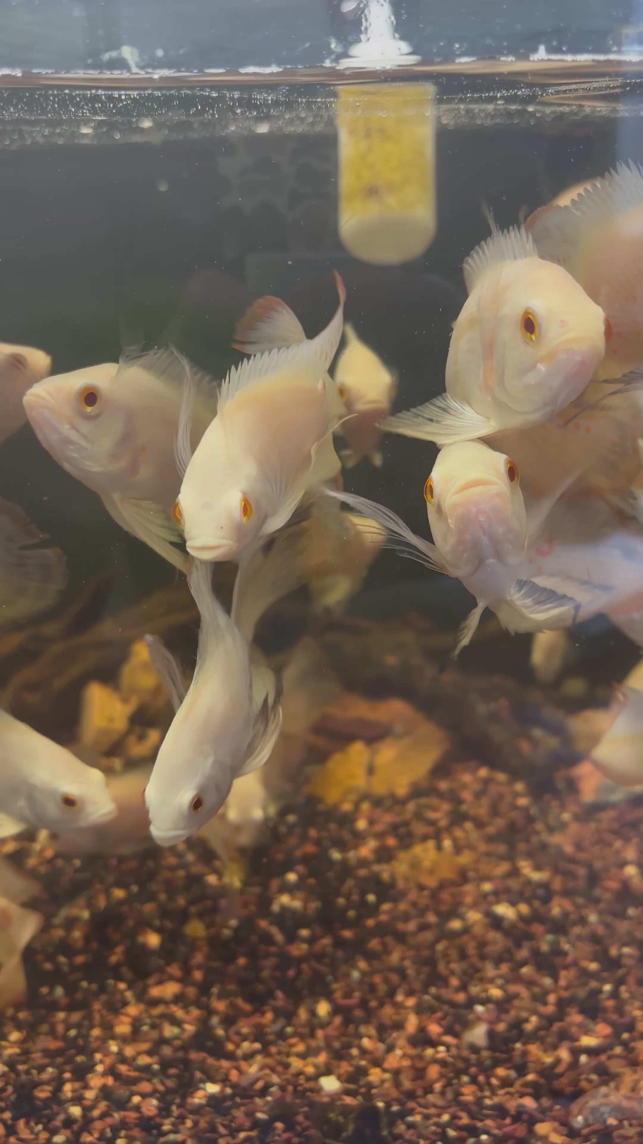 Platinum Longfin Oscar “Ryobi” (SUPER RARE) – ExoticFishGuy