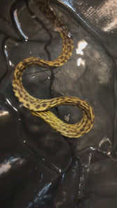 Freshwater Tiger Moray Eels 10-12"+ (Gymnothorax Polyuranodon ...