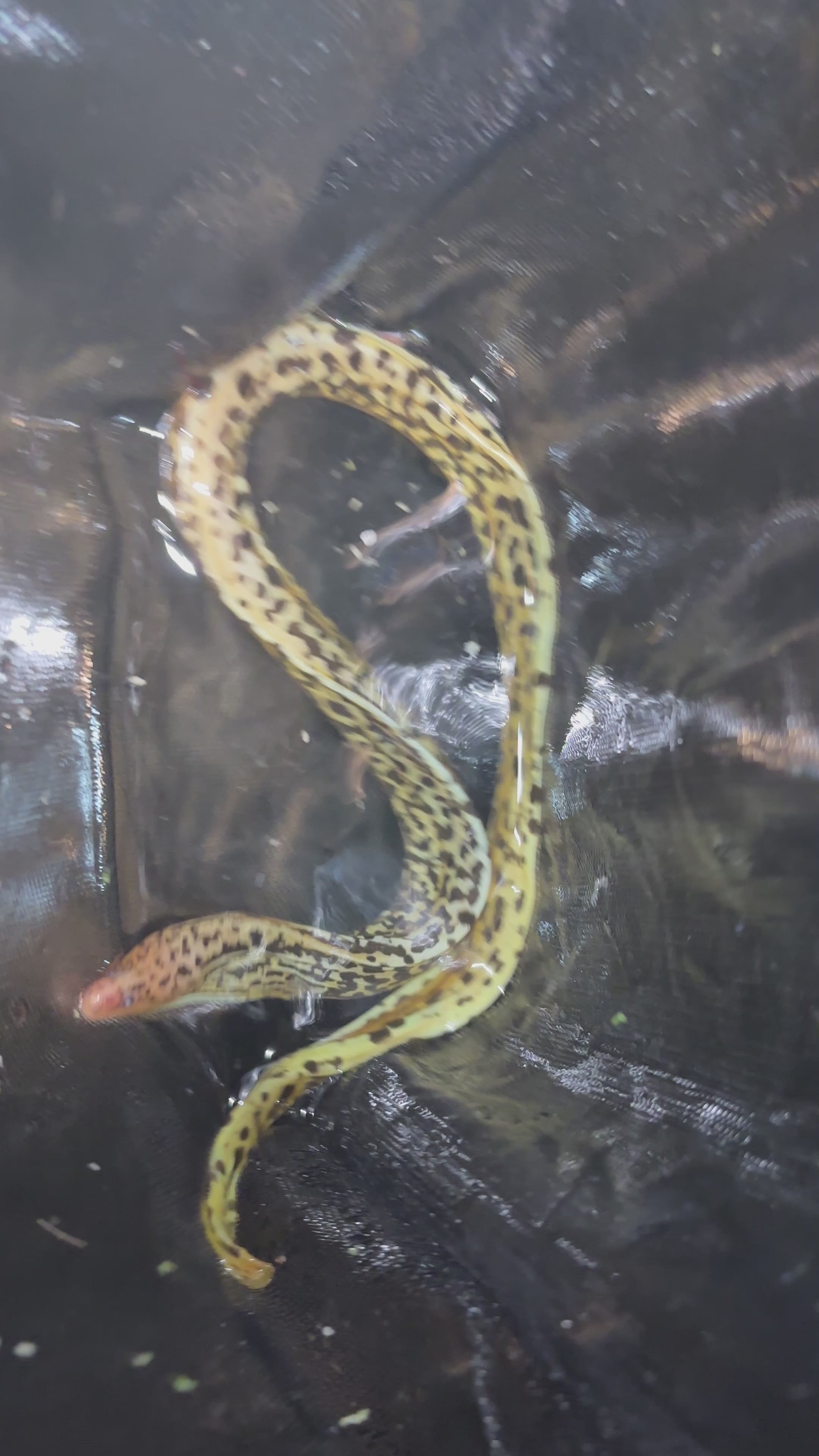 Freshwater Tiger Moray Eels 10-12"+ (Gymnothorax Polyuranodon ...