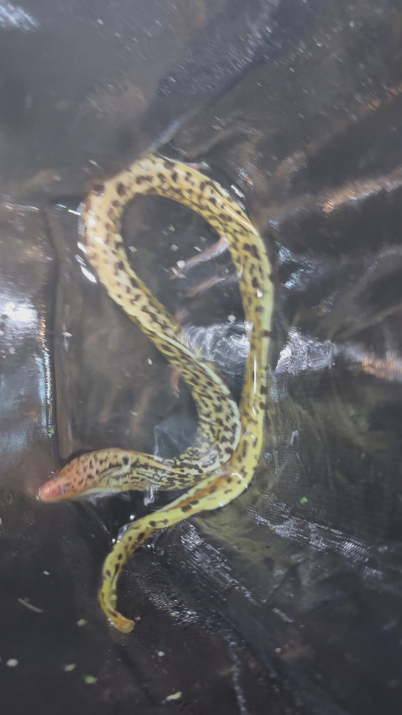 Freshwater Tiger Moray Eels 10-12"+ (Gymnothorax Polyuranodon ...