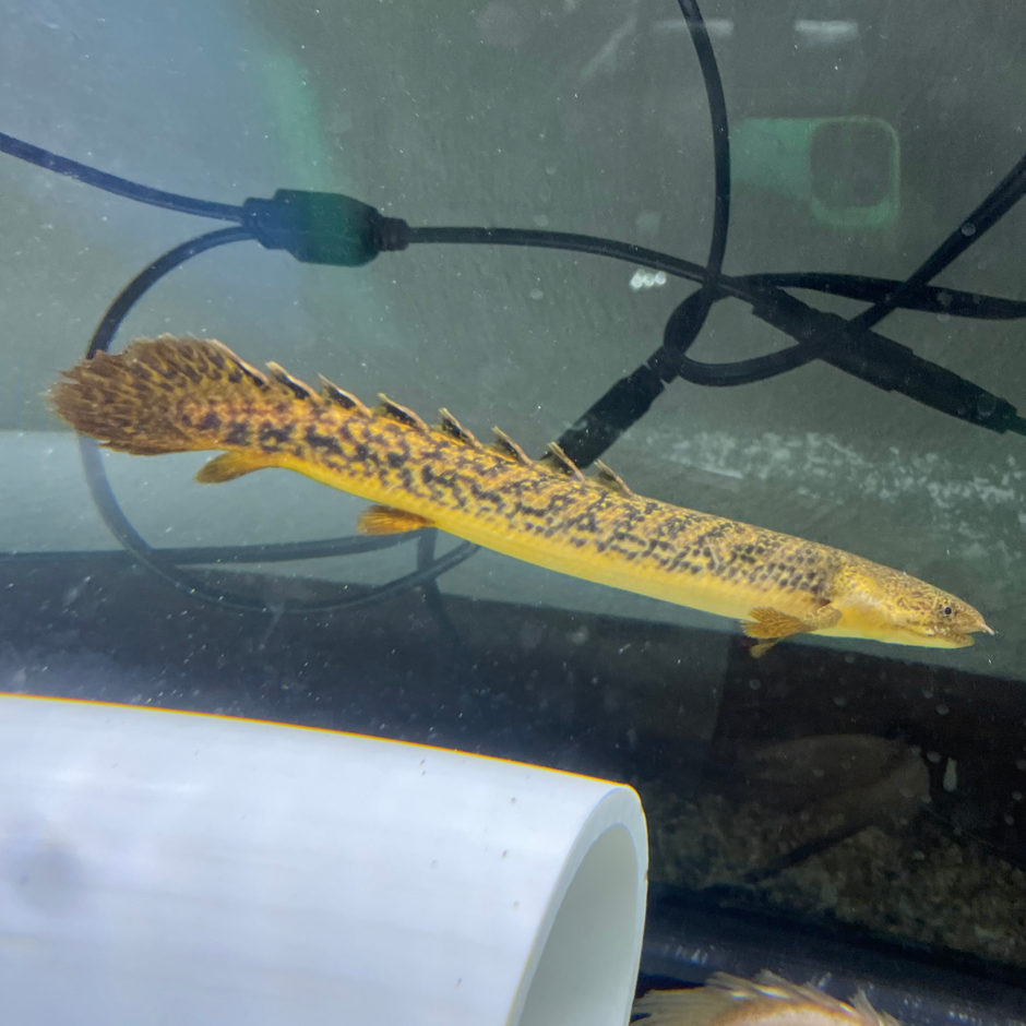BICHIR – ExoticFishGuy