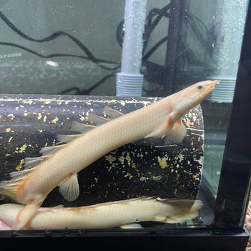 BICHIR – ExoticFishGuy