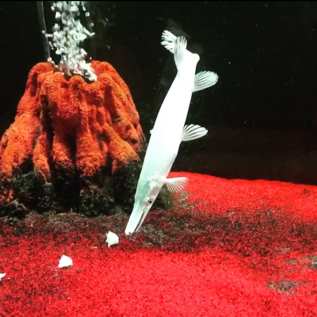 Platinum Alligator Gar 5-6" – ExoticFishGuy